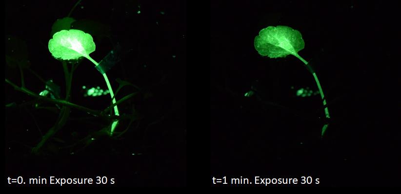 Light Emitting Plant (LEP) – Strano Research Group